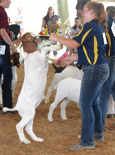 Prize goat | News, Sports, Jobs - The Sentinel